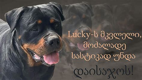 მოძალადე როტვეილერის ჯიშის ძაღლის მკვლელი სასტიკად უნდა დაისაჯოს და არანაირი შემწყნარებლობა