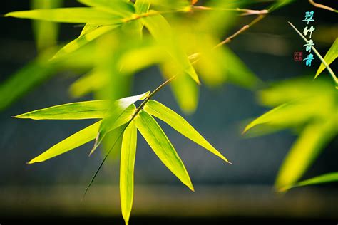 【翠竹青青摄影图片】惠山生态摄影丰富生活太平洋电脑网摄影部落