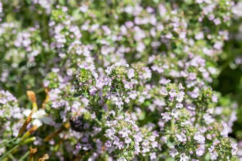 Lemon Thyme How To Grow Propagate And Use Plantura