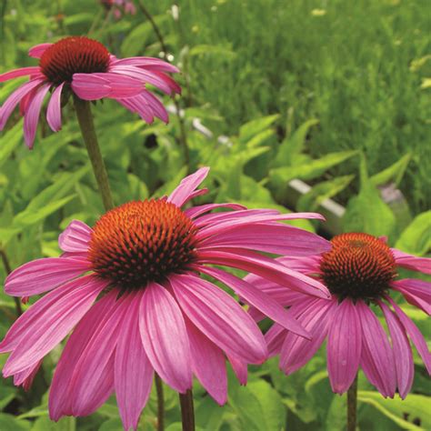 Echinacea P Ruby Star Van Berkum Nursery