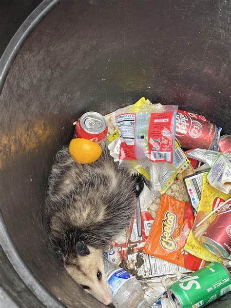 Theres A Possum In The Trash Can Meme Guy