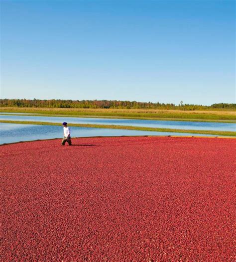 Cranberry Harvest In Wisconsin R Pics