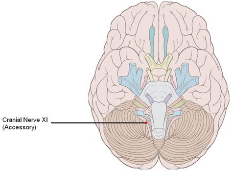 C Nerve XI Cranial Nerves VIII To XII