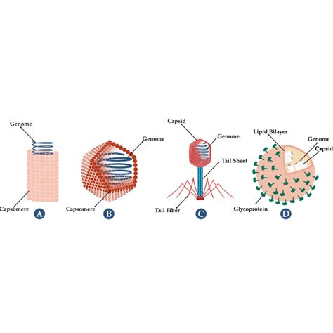 Illustrations Of Types Of Virus Morphology Virus A Is A Helical Download Scientific Diagram