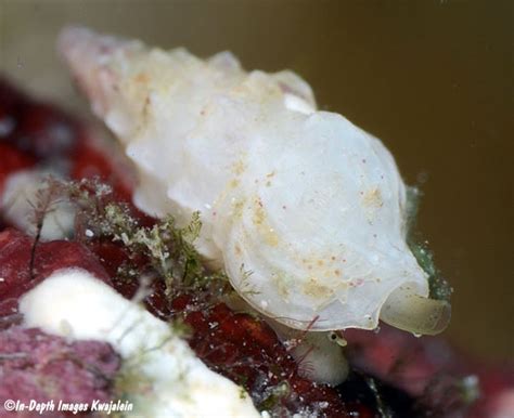 Clavus Sp 5 Marshall Islands