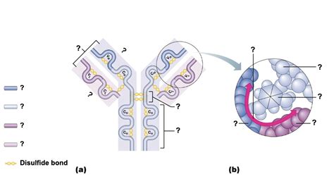 Lesson 7 Diagram Quizlet