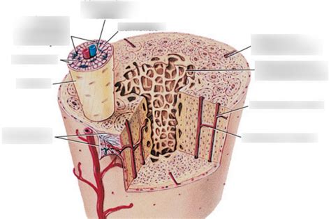 Diagram Of Bone Architecture Quizlet