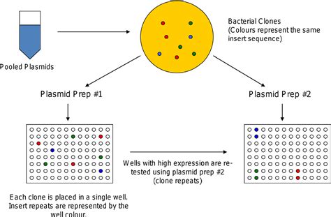 Figure 1 From Validation Of Skeletal Muscle Cis Regulatory Module