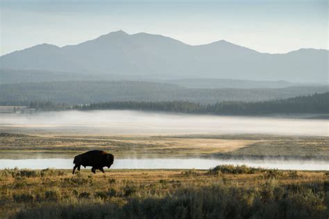 Wild Yellowstone Isaac Spotts Photography