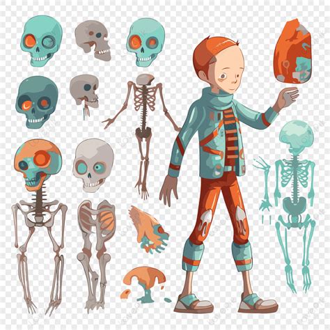 인체 해부학 벡터만화클립 아트상표 Png 일러스트 무료 다운로드 Lovepik