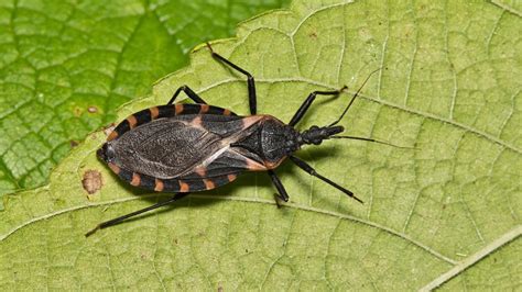 Kissing Bugs What Are They What Are The Risks