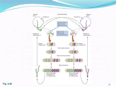 Genetic Linkage And Gene Mapping PPTX