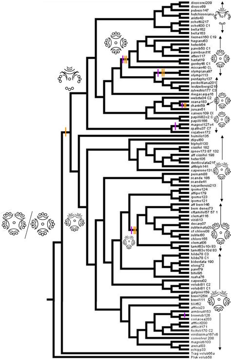 Fig S2 Repeated Independent Origins Of Defensive Diffuse Deployment