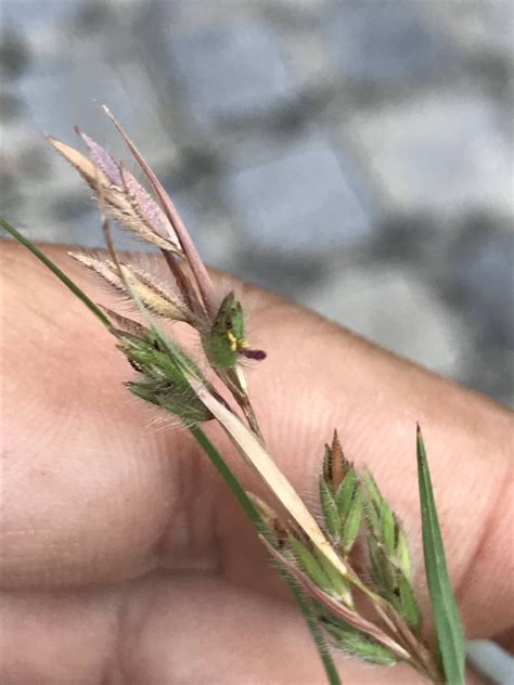 Themeda Anathera Eflora Of India