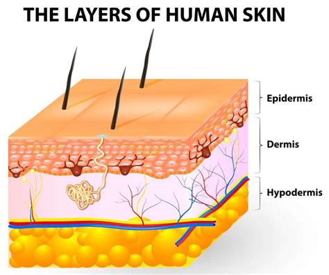 The Layers Of Human Skin Epidermis Dermis Hypodermis Swimfolk