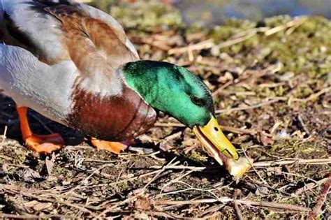 What Is A Mallard Ducks Favorite Food At Katie Eliott Blog
