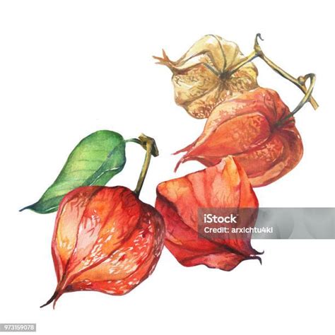 Physalis 과일 베리 분기 오렌지 빨간 건조 Physalis 등불입니다 수채화 손으로 그린 그림을 흰색 배경에 고립 된 그림 가루로 빻은에 대한 스톡 벡터 아트 및