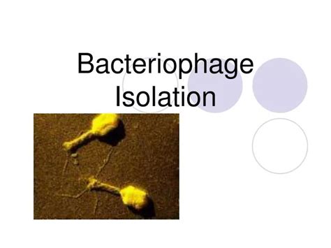 Ppt Bacteriophage Isolation Powerpoint Presentation Id 2176112