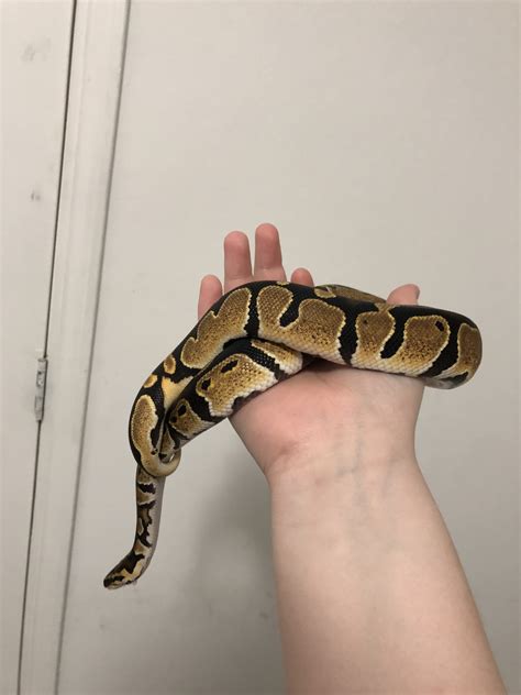 Ball Python Petsmart