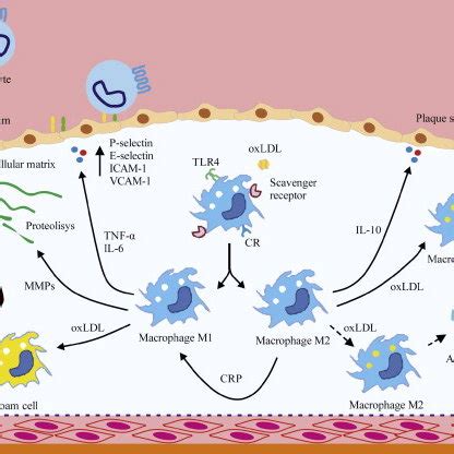 Monocytes In Atherosclerosis Chavez Sanchez Et Al 2014 Download Scientific Diagram
