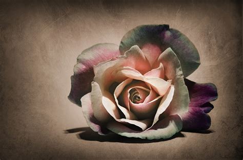 꽃 장미 Pixabay의 무료 이미지 Pixabay