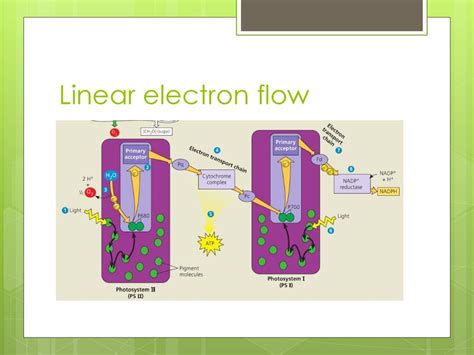 Linear Electron Flow Diagram Explained Chapter 10 Photosynth
