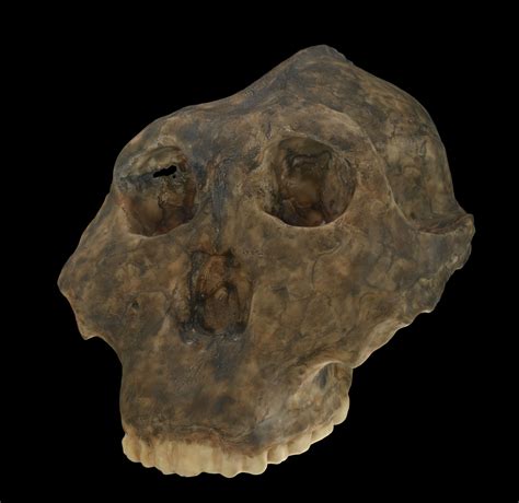 Australopithecus Ramidus Skull
