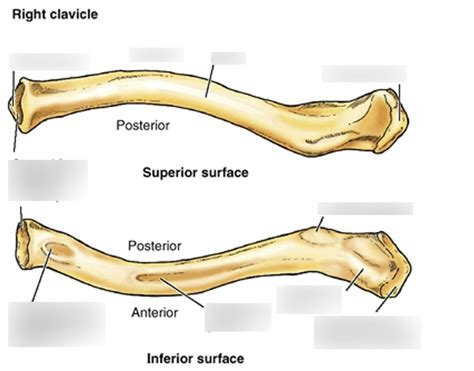 Claviclelabeling Diagram Quizlet