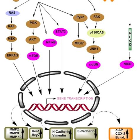 Signaling Pathways Downstream Of Ddr1 And Their Consequences Mediated Download Scientific