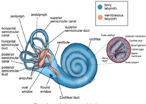 Viral And Bacterial Causes Of Labyrinthitis Semantic Scholar