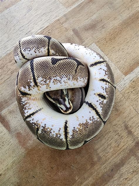 Spider Scaleless Head Ball Python By Black Hat Reptiles Morphmarket