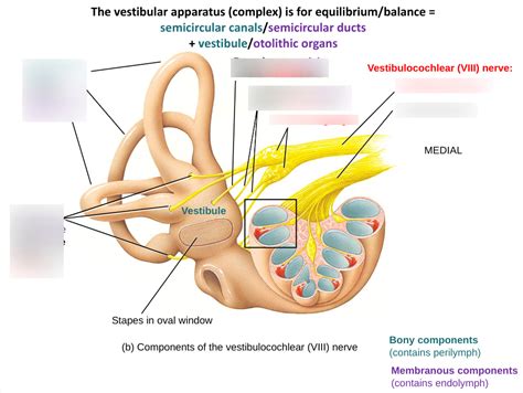 The Vestibular Apparatus Complex Is For Equilibrium Balance Semicircular Canals Semicircular