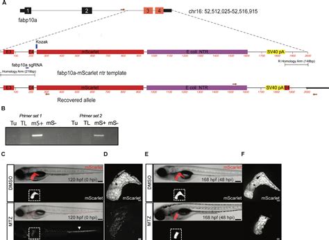 Figure 1 From Synthetic Crisprcas9 Reagents Facilitate Genome Editing