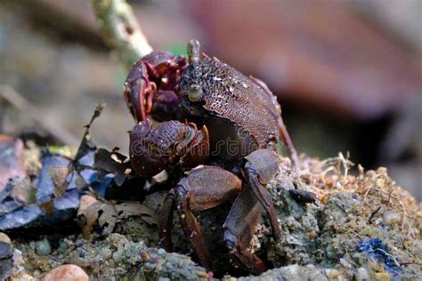 Closeup Of A True Crab Crawling On A Rocky Ground Stock Image Image