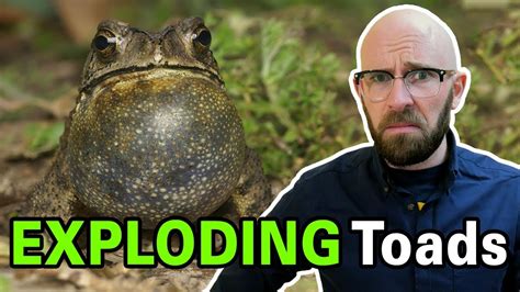 A Murder Of Crows And The Exploding Toad Epidemic Youtube