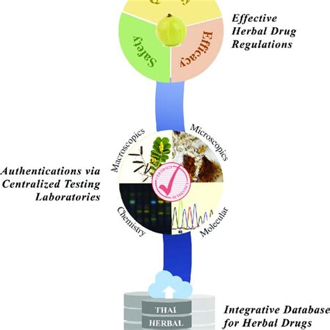 Proposed Regulatory Framework Of Traded Herbal Drugs Of Thailand Download Scientific Diagram