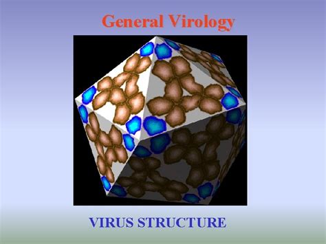 General Virology Virus Structure Virion Vs Virus Virion