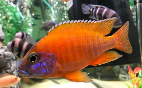 Ruby Red Peacock Tropical Freshwater Fish African Cichlids Cichlids