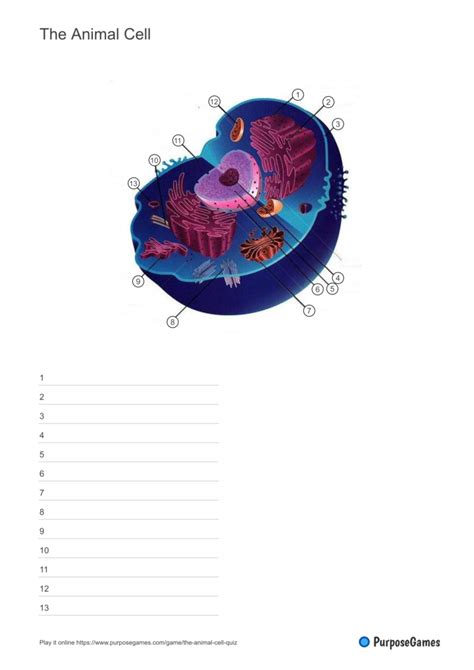 Cell Labeling Diagram Quizlet