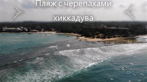 Хиккадува пляж с черепахами шри ланка Youtube