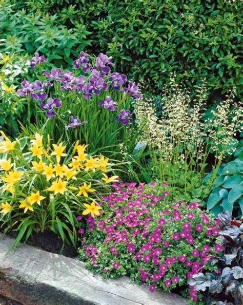 Collection Massif Fleuri 12 Plantesvivaces Jardinage Terrasse Parterre De Fleurs Idées