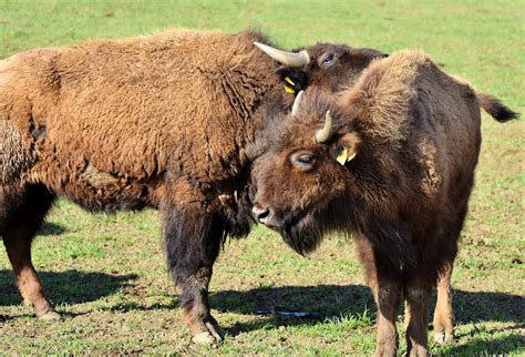 Bison Buffalo Horns American Free Image Download