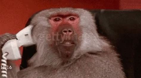 Create Meme Monkey Baboon Gifs Monkey At A Computer Pictures Meme Arsenal Com