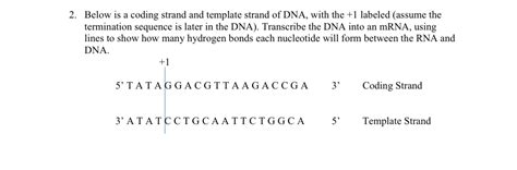 solved below is a coding strand and template strand of dna