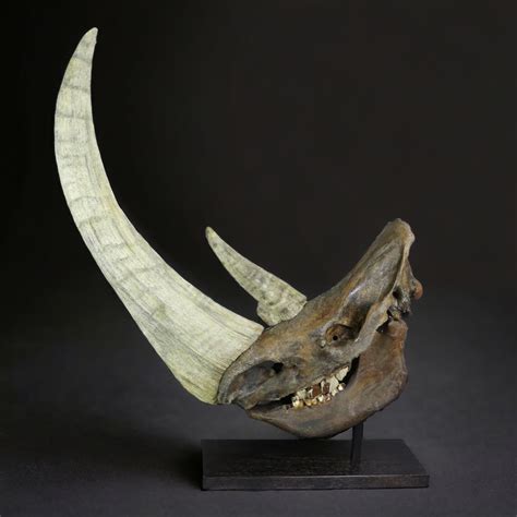 Woolly Rhino Horn Size