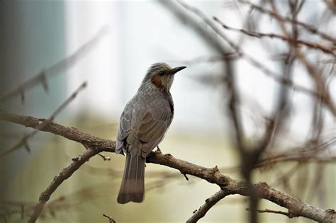 Burung Ranting Duduk Bertengger Foto Gratis Di Pixabay Pixabay