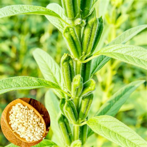 White Sesame Seeds For Planting Benne Gingelly Til Simsim Ellu