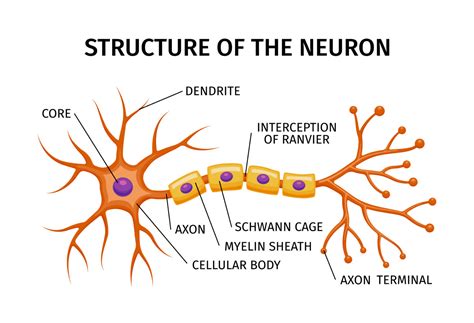 Neuron Structure And Types Understanding The Building Blocks Of The