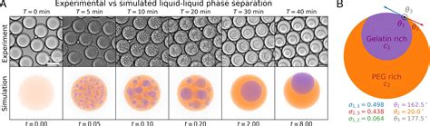 Fluid Dynamics Alters Liquid Liquid Phase Separation In Confined Aqueous Two Phase Systems Pnas