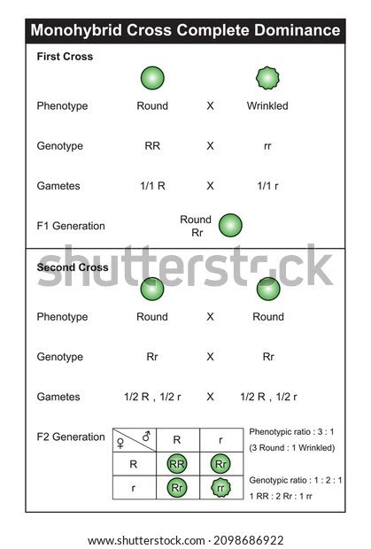 Monohybrid Cross Complete Dominance Colorful Symbols Stock Vector
